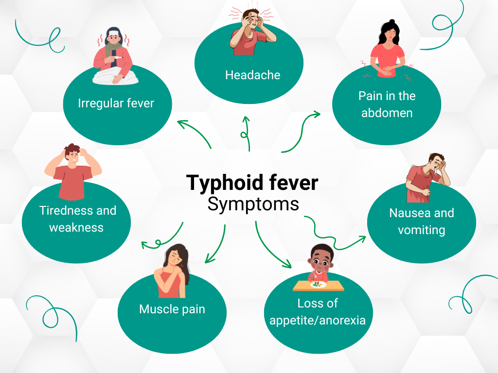 Salmonella Typhi Life Cycle Diagram